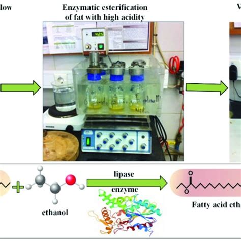 Esterification Assays Scheme Fat Sample Bottle Left Thermostatic Download Scientific