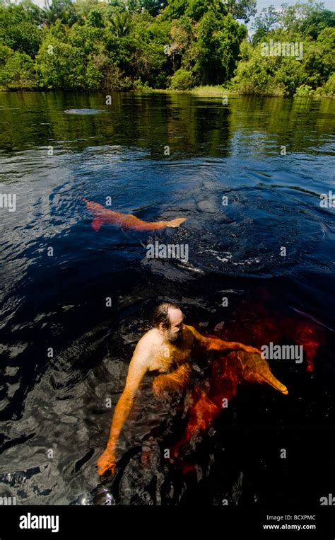 Schwimmen Mit Dem Amazonas Rosa Delphin Inia Geoffrensis Auch Im