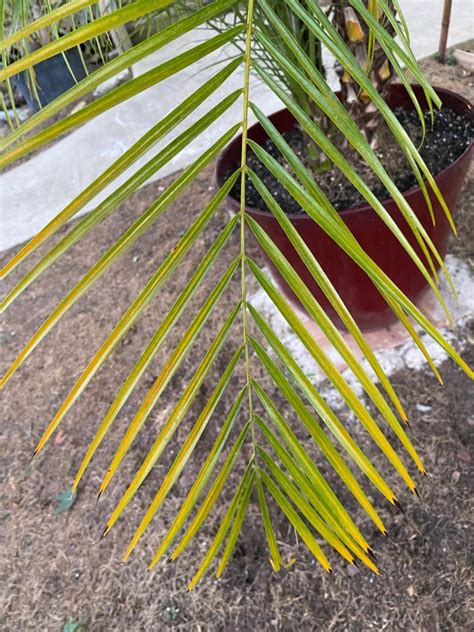Nutrient Deficiency Palms In Pots Palmtalk
