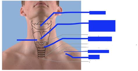 Lab Ch 1 Surface Anatomy 5 Diagram Quizlet