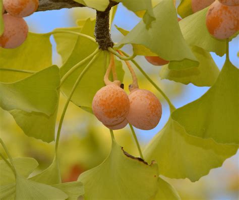 Ginko Biloba The Ancient Tree Of Medicine HealthPrimitive
