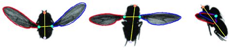 Example Of Three Dimensional Reconstruction Download Scientific Diagram