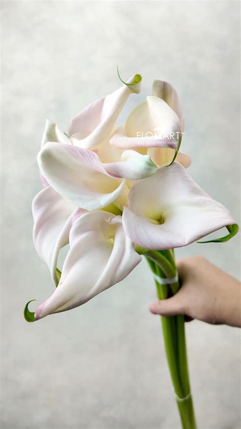 Calla Sweet Art Flomart