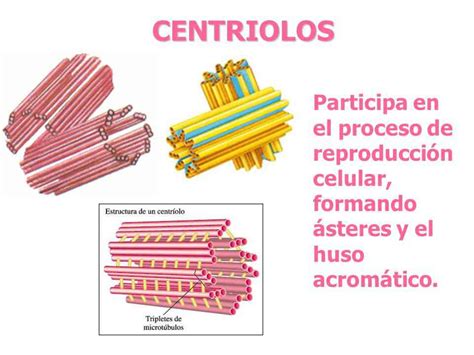 Partes De La Célula