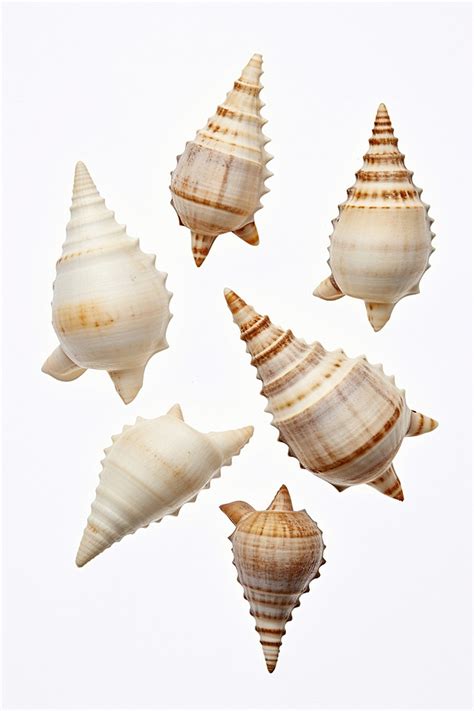 Shells With White Colored Bodies Floating Near The Sea On A White
