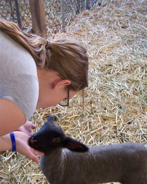 Fullerton School Adds Newborn Goats Lambs To Its Roster Orange