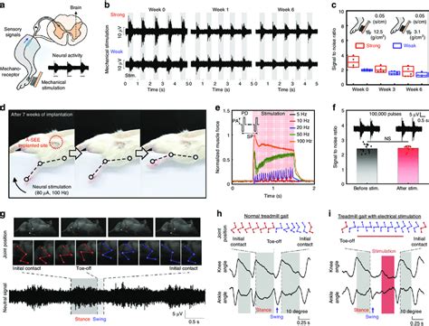 Chronic Neural Recording And Stimulation Using The A See A Schematic