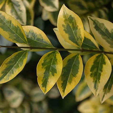 Ligustrum Ovalifolium Aureum Troène à Feuillage Vert Panaché Dor