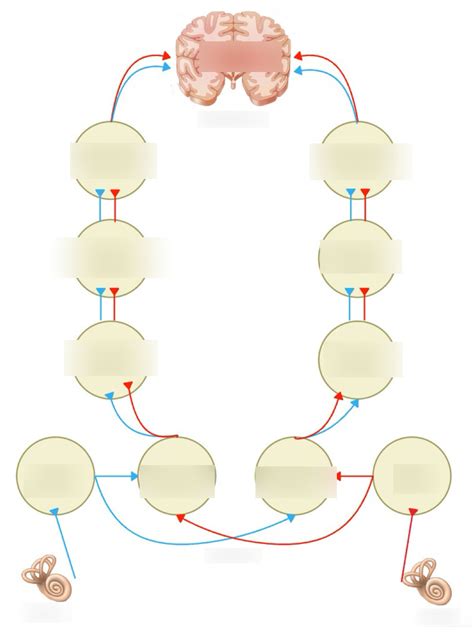 Auditory Neural Pathway Flowchart Diagram Quizlet