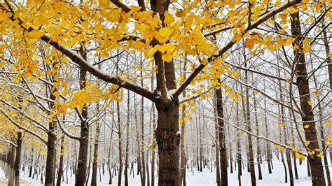 基于vuejs实现移动端树形结构的封装 掘金