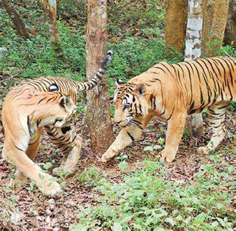Mm Hills Wildlife Sanctuary In Karnataka To Soon Get Tiger Reserve Status