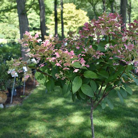 Hydrangea Paniculata Quick Fire Horsford Gardens And Nursery