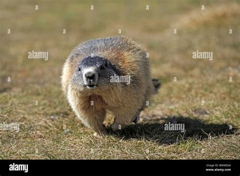 Laufend Walking Running Marmot Marmots Ground Squirrel Ground