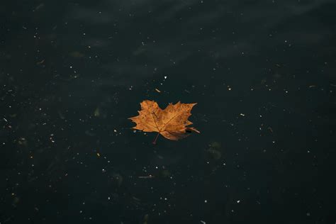 가을의 느낌 갈색의 잎 고요한 광경 고요함 떠 다니는 잎 묵상 물 리플 물 반사 물 텍스처 미니멀리스트 미묘한