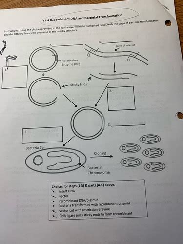 Biology Exam 2 Ch 12 14 18 Flashcards Quizlet