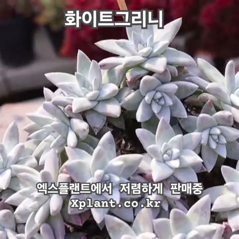 화이트그리니 다육이 다육식물 다육 Succulent 多肉植物 다육싸게파는곳 엑스플랜트 다육이키우기 다육이종류 Youtube