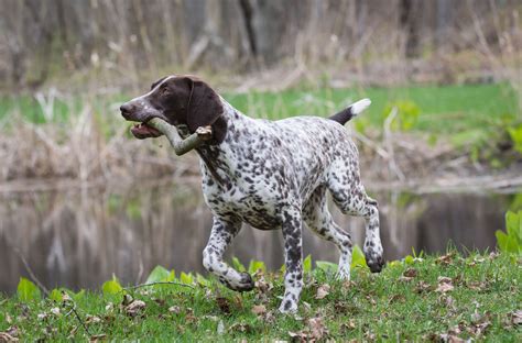 16 Dogs That Love Water And Swimming And Why Some Breeds Dont