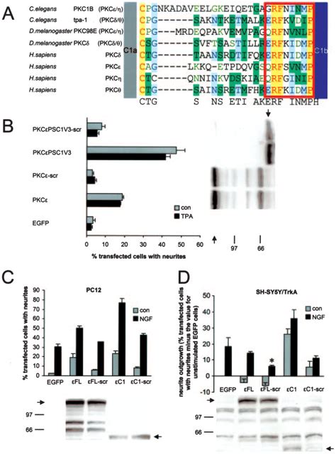Identification Of A Motif N Terminal Of The Pkc C1b Domain Necessary Download Scientific