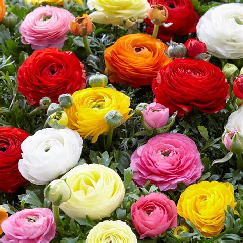 Ranunculus Mixed Colourful Summer Flowering Bulbs Perfect For