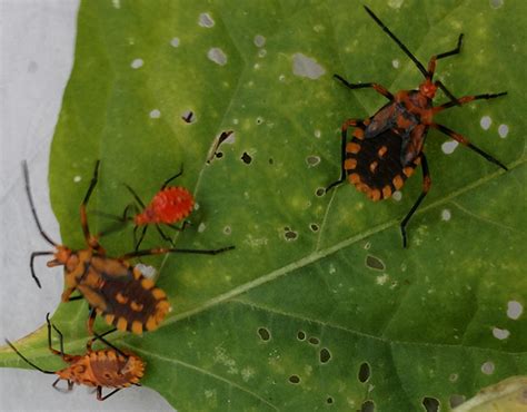 Leaf Footed Bug All You Need To Know In A Nutshell Whats That Bug