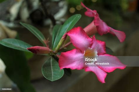 녹색 단풍의 무성한 배경 중앙에 생생한 분홍색 꽃이 표시됩니다 개성 개념에 대한 스톡 사진 및 기타 이미지 개성 개념 녹색 다중 색상 Istock