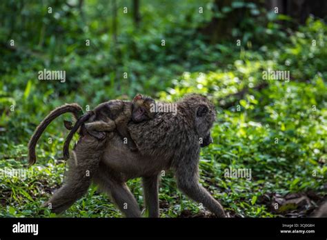 Female Olive Baboon In Africa Carrying A Young Baboon On Its Back
