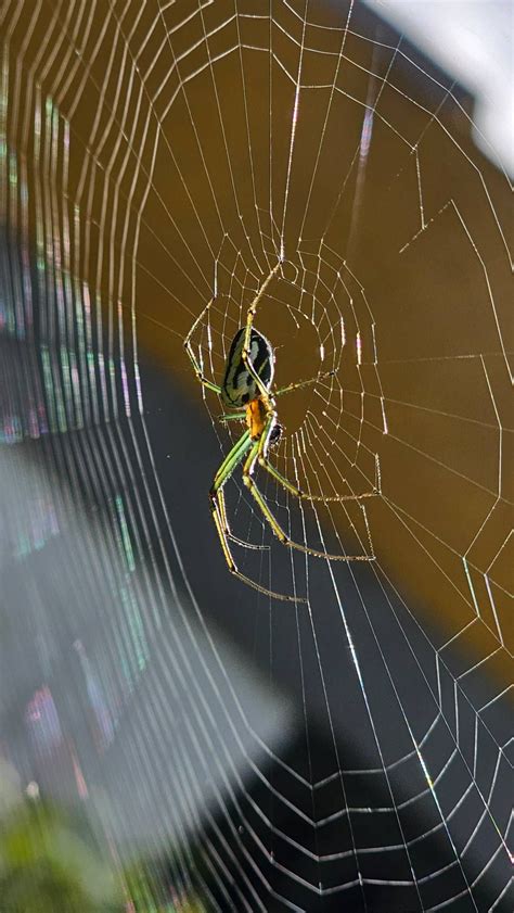 Morning Spider 🕸🕷 Samsung Members