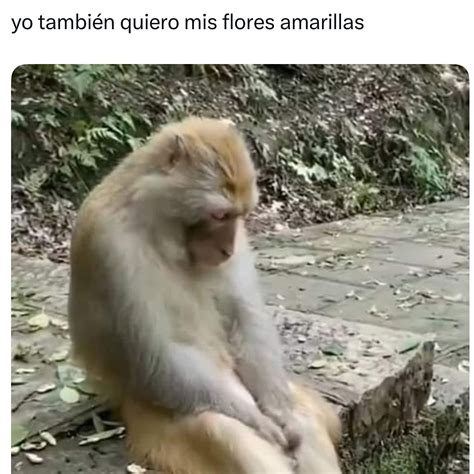 Memes Frases Reels Webeochilensis Totalmente Merecido Instagram