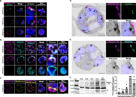 Pffbxo1 Is Essential For Inner Membrane Complex Formation In Plasmodium