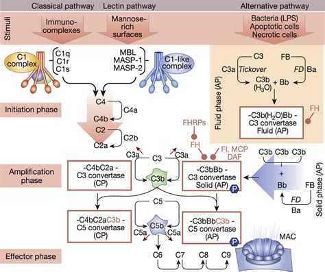 Mayo Clinic Alternative Complement Pathway At Adam Torres Blog