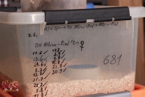 Female doppel hetero Albino Piebald Königspython NZM S Python regius Just