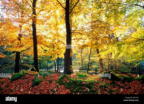 Trees Autumn England Uk Stock Photo Alamy