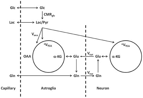 Schematic Illustration Of The Glutamate Glutamine Cycle Between Neurons
