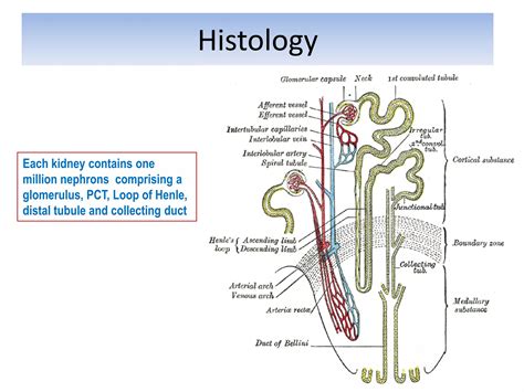 Clinical Manifestations Ofrenaldiseasesffff Copy 2 Pptx