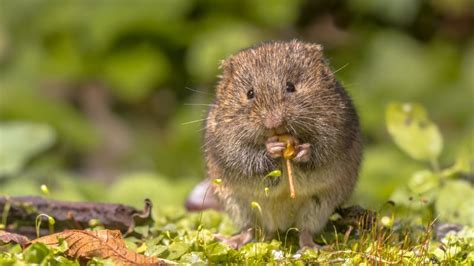 Voles Moles Gophers Removal Edmonton Major Pest Control
