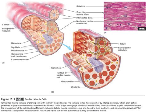 Histology Of The Heart