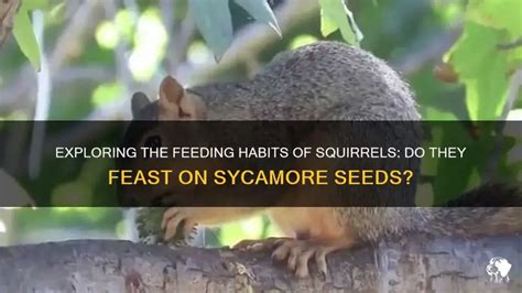 Exploring The Feeding Habits Of Squirrels Do They Feast On Sycamore