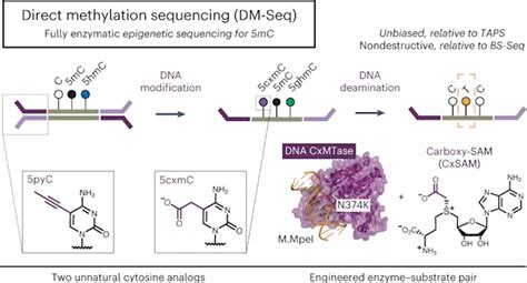 Direct Enzymatic Sequencing Of 5 Methylcytosine At Single Base Resolution Nature Chemical
