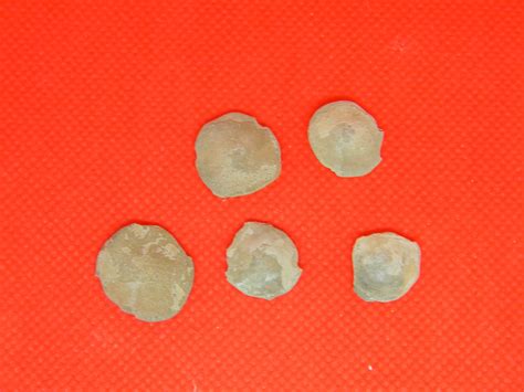 Fossil Specimen Protist Jurassic James