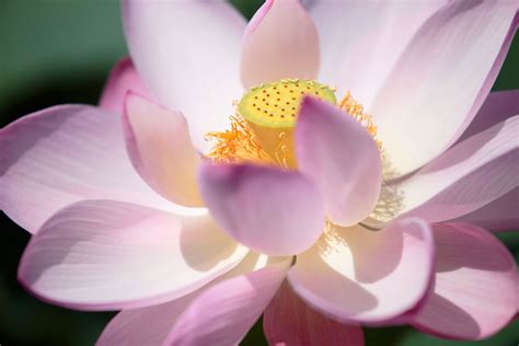 r2l 7125 蓮の花花ざかりの森