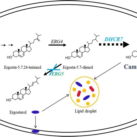 A Schematic Diagram Illustrates The Construction Of The Campesterol