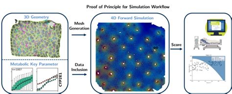 Simulating How The Liver Works Cluster Of Excellence Simtech Stuttgart Center For Simulation Simulating How The Liver Works Cluster Of Excellence Simtech Stuttgart Center For Simulation