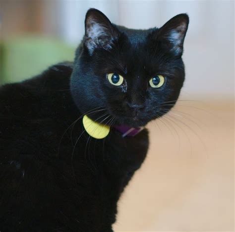 train a convolutional neural network in keras and improve it with data augmentation [tutorial]