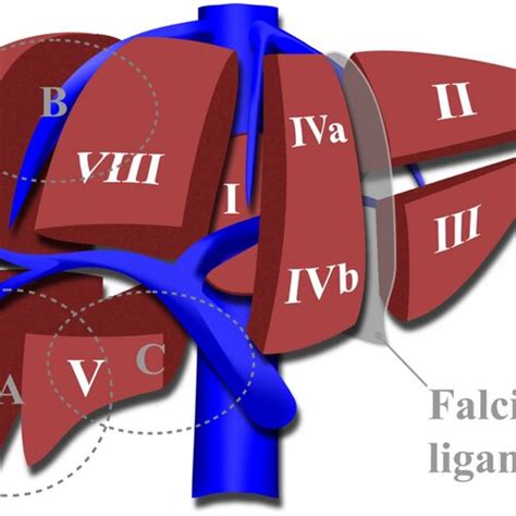 Eight Functionally Independent Segments Of Liver A B And C Show The Download Scientific