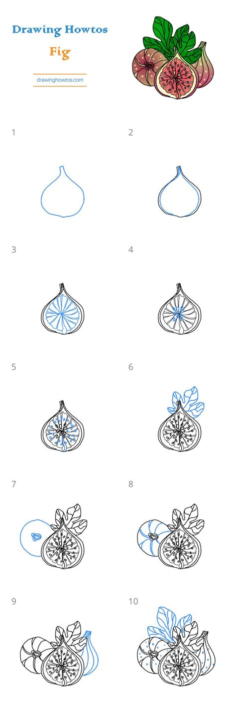 How To Draw Figs Step By Step Easy Drawing Guides Drawing Howtos