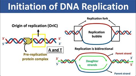 Origin Of Replication