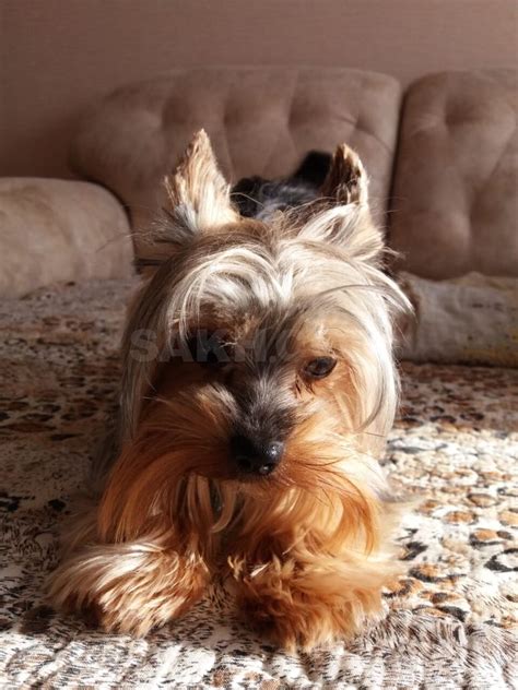 Случка йорков 61 фото картинки Sobakovod Club