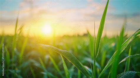 Biomass Based Hydrogen Energy Highlighting Conversion Processes For