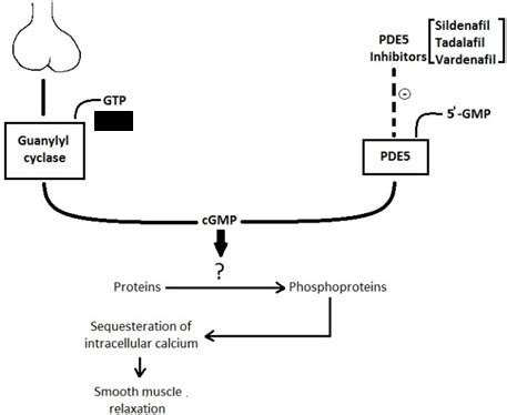 Molecular Endocrinology Questions And Answers Human Sexual Response