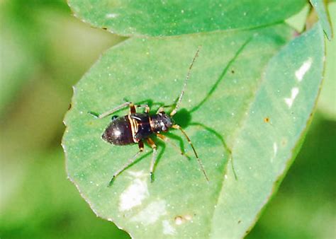 Juvenile Grass Bug Bugguidenet